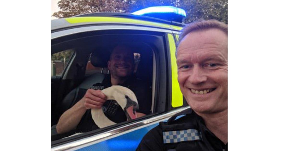 Police rescue 'dazed' swan from M4 - Windsor Express