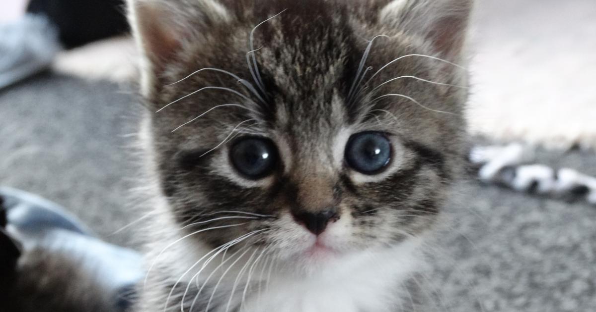 Battersea Old Windsor now able to take in unwanted dogs and cats ...