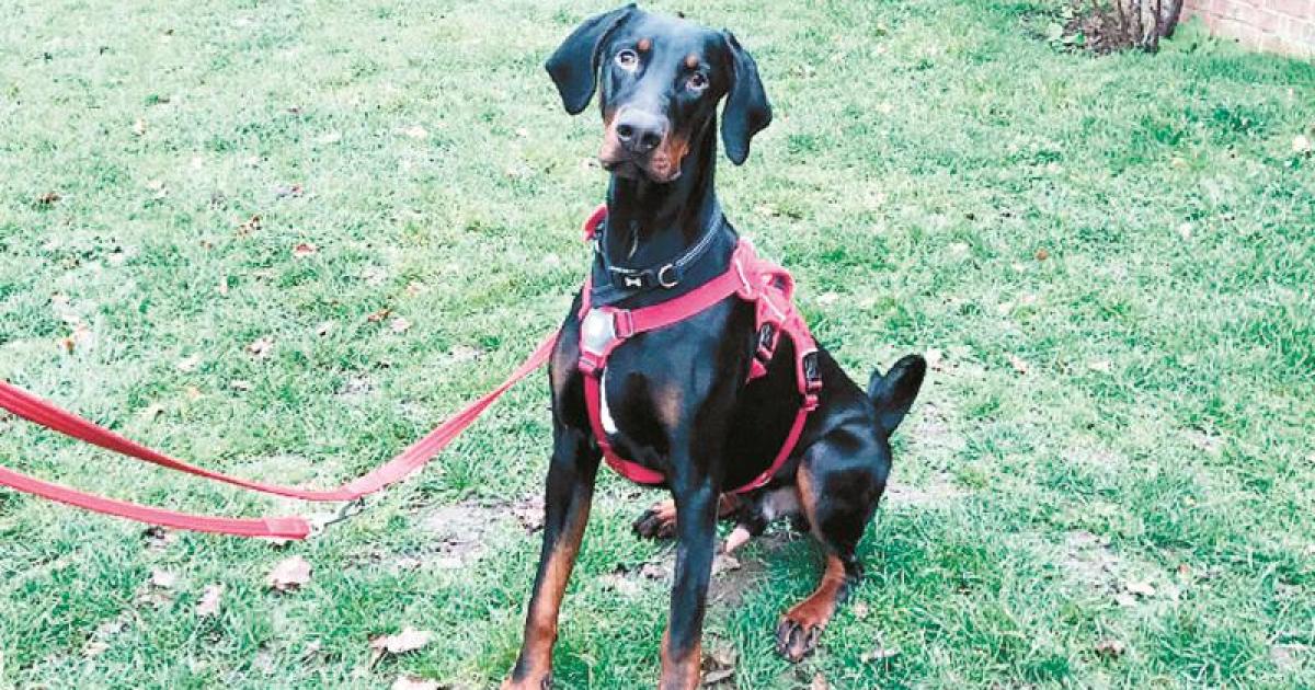 Fletcher at Battersea Old Windsor - Photo 1 of 1 - Windsor Express