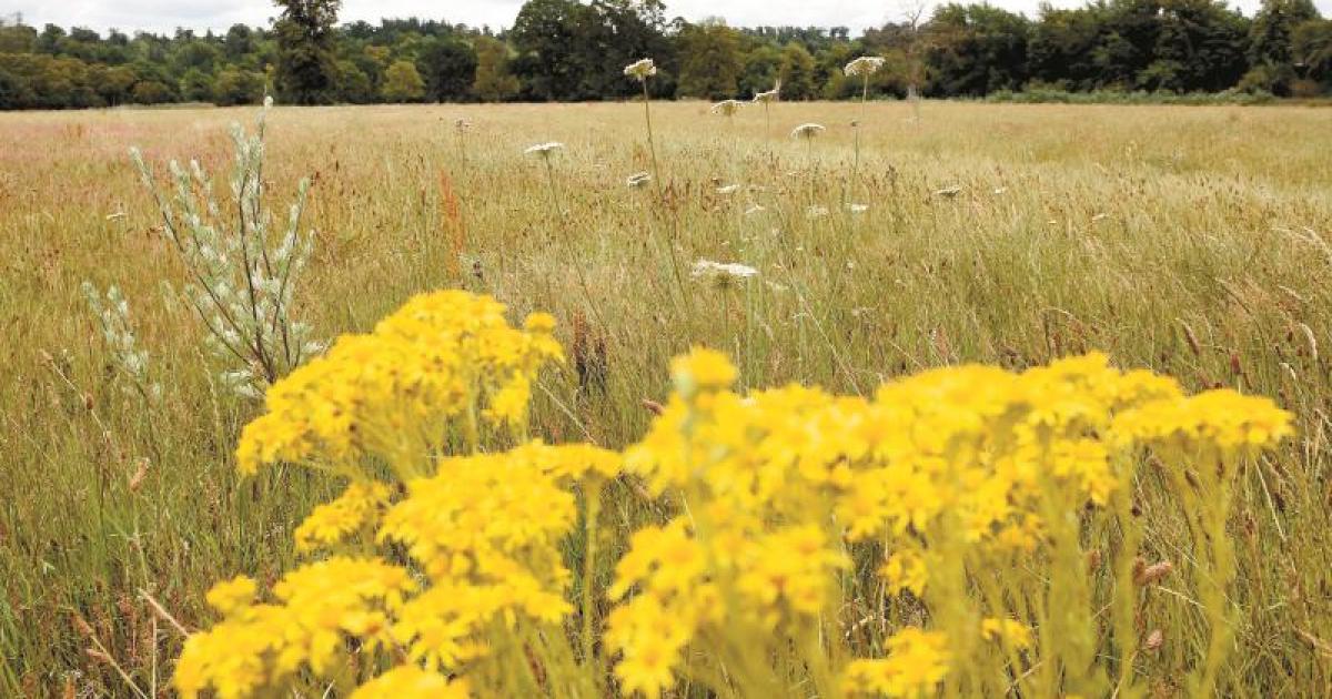 Nationwide review sees RBWM environmental policies ranked below average ...