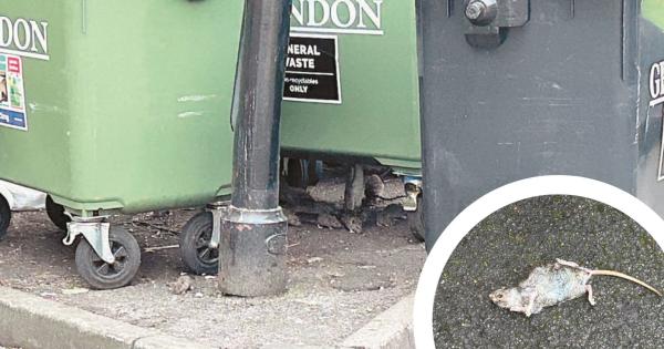 Calls for action as long-running rat infestation persists after a year ...