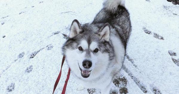 Battersea dogs enjoy the snowy condtions in Old Windsor - Photo 1 of 3 ...
