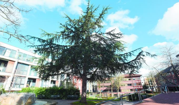 Tree outside Maidenhead Library to be cut down following storm damage ...