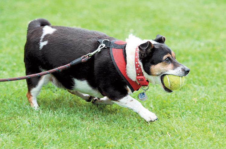 In pictures: Battersea Dogs & Cats Home fun day - Photo 1 of 37 ...