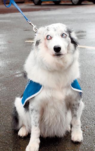 In pictures: Duchess of Cornwall visits Battersea home in Old Windsor ...