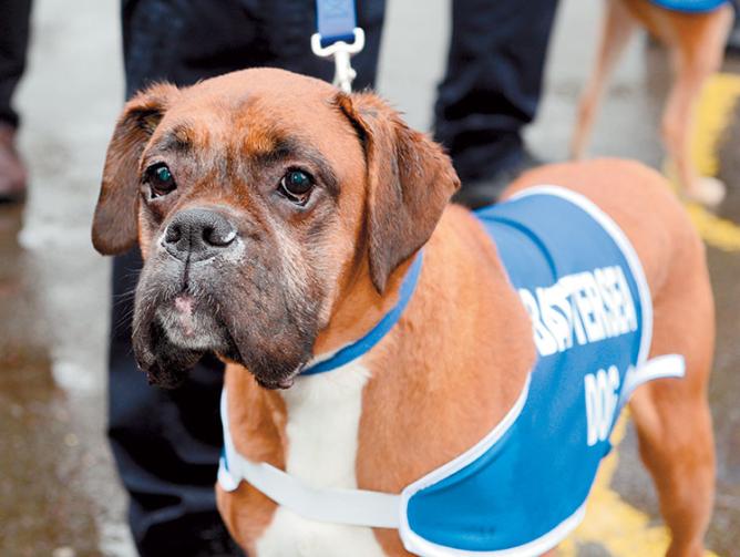 In pictures: Duchess of Cornwall visits Battersea home in Old Windsor ...