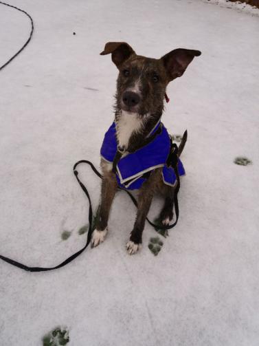 Battersea dogs enjoy the snowy condtions in Old Windsor - Photo 1 of 3 ...