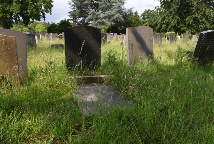 State of overgrowth at Braywick Cemetery lambasted by visitor once ...