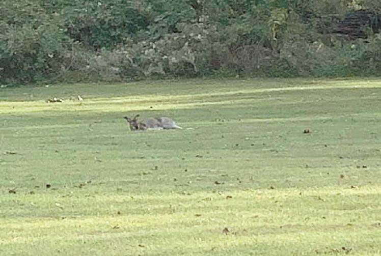 Wallaby rescued from park in Datchet - Photo 1 of 1 - Windsor Express