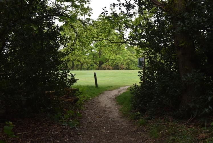 Campaigners' confusion after RBWM refuse Queen's Canopy tree - Windsor ...