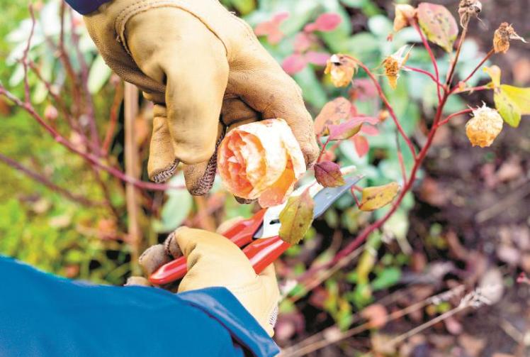 Six things to do now to get your garden ready for autumn - Photo 1 of 1 ...